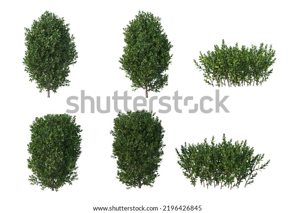 3d Render Shrub On White Background Stock Illustration 2196426845 ...
