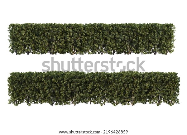 3d Render Shrub On White Background Stock Illustration 2196426859 ...