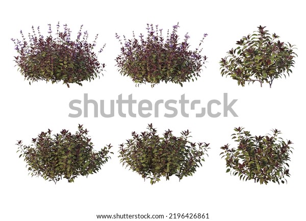 3d Render Shrub On White Background Stock Illustration 2196426861 ...