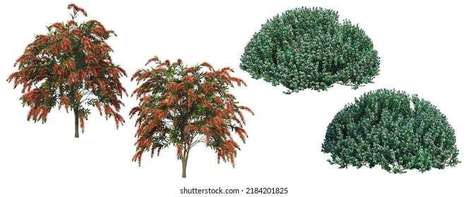 3d Render Shrub Tree White Background Stock Illustration 2184201825 ...