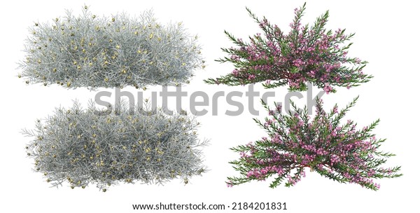 3d Render Shrub Tree White Background Stock Illustration 2184201831 ...