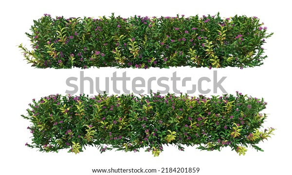 3d Render Shrub Tree White Background Stock Illustration 2184201859 ...