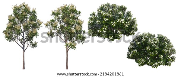 3d Render Shrub Tree White Background Stock Illustration 2184201861 ...