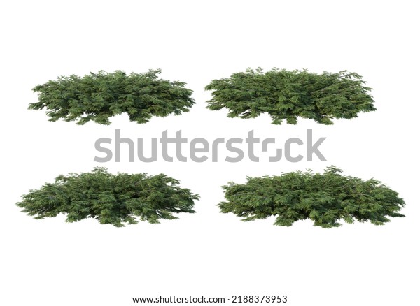 3d Render Shrubs Plants On White Stock Illustration 2188373953 ...