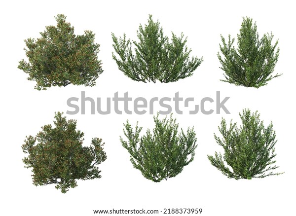 3d Render Shrubs Plants On White Stock Illustration 2188373959 ...