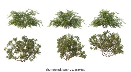 3d Render Shrubs Trees On White Stock Illustration 2175889589 ...