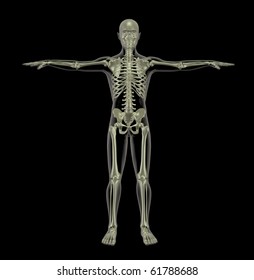 Human Skeleton Anatomical Vision 3d Illustration: ภาพประกอบสต็อก ...