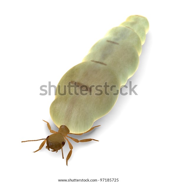 3d Render Termite Queen Stock Illustration 97185725 | Shutterstock