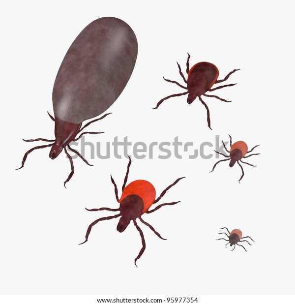 3d Render Tick Animals Stock Illustration 95977354 | Shutterstock