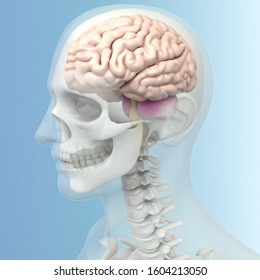 3d Render Transparent Human Head Stock Illustration 1604213050 ...