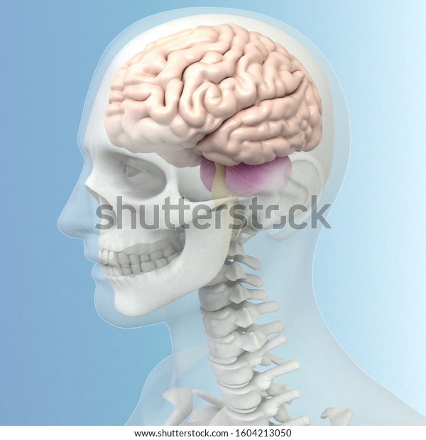 3d Render Transparent Human Head Stock Illustration 1604213050 ...