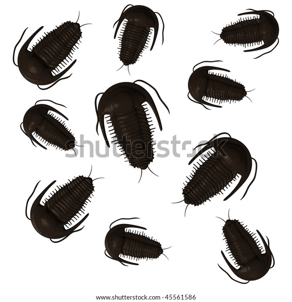 3d Render Trilobites Extinct Animals Stock Illustration 45561586
