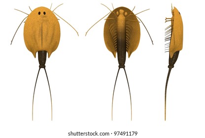 Phyllopod Images, Stock Photos & Vectors | Shutterstock