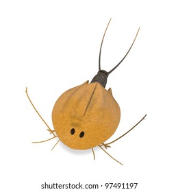 Phyllopod Images, Stock Photos & Vectors | Shutterstock
