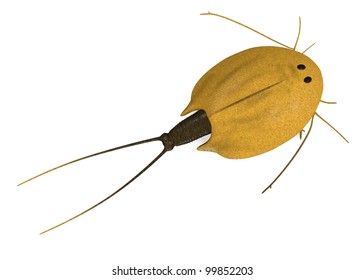 Phyllopod Images, Stock Photos & Vectors | Shutterstock