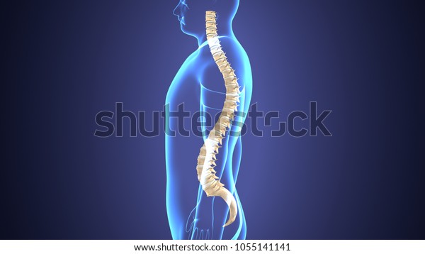 3d Render Vertebral Column Anatomy Stock Illustration 1055141141 ...