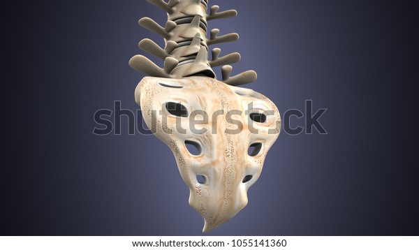 3d Render Vertebral Column Anatomy Stock Illustration 1055141360 ...