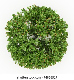56,910 Fruit tree top view Images, Stock Photos & Vectors | Shutterstock