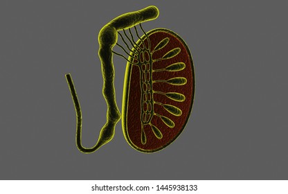 204 Testicle cross section Images, Stock Photos & Vectors | Shutterstock