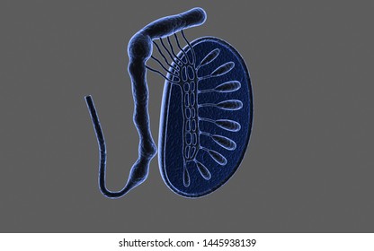 204 Testicle cross section Images, Stock Photos & Vectors | Shutterstock