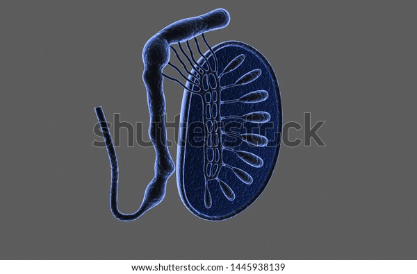 3d Rendered Cross Section Testicles Isolated 스톡 일러스트 1445938139 ...