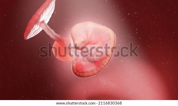 3d Rendered Illustration Human Embryo Week Stock Illustration ...