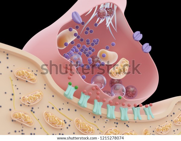 3d Rendered Illustration Synapse Crosssection Stock Illustration ...