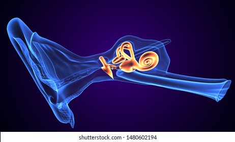 819 Cochlea 3d Images, Stock Photos & Vectors | Shutterstock