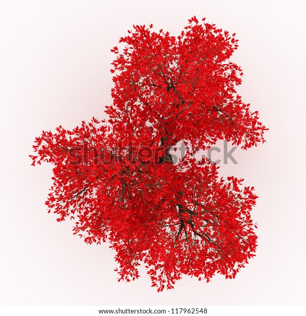 3d Rendered Maple Tree Autumn Red Stock Illustration 117962548 ...