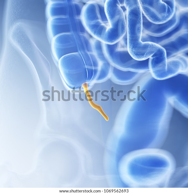 3d Rendered Medically Accurate Illustration Appendix Stock Illustration ...