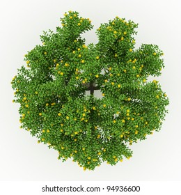 56,910 Fruit tree top view Images, Stock Photos & Vectors | Shutterstock