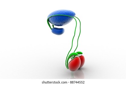 3d Rendered Testicles Isolated On White Stock Illustration 88744552