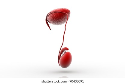 3d Rendered Testicles Isolated On White 스톡 일러스트 90438091 | Shutterstock