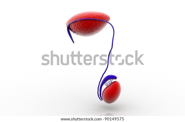 3d Rendered Testicles Isolated On White Stock Illustration 90149575