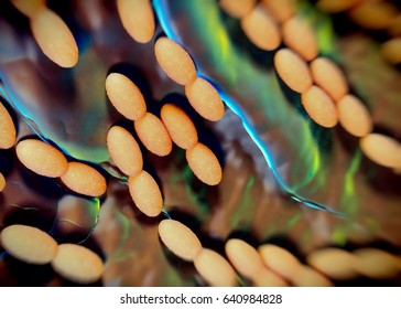 3d Rendering Acetobacter Bacteria Stock Illustration 640984828 ...