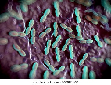 278 Acetobacter aceti Images, Stock Photos & Vectors | Shutterstock