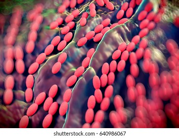 278 Acetobacter aceti Images, Stock Photos & Vectors | Shutterstock