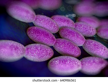 278 Acetobacter aceti Images, Stock Photos & Vectors | Shutterstock