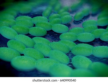 278 Acetobacter aceti Images, Stock Photos & Vectors | Shutterstock