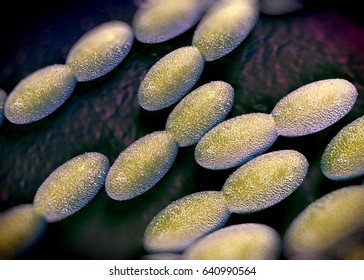 3d Rendering Acetobacter Bacteria Stock Illustration 640990564 ...