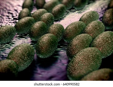 278 Acetobacter aceti Images, Stock Photos & Vectors | Shutterstock