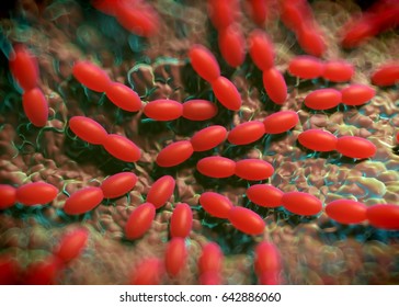 3d Rendering Acetobacter Bacteria Stock Illustration 642886060 ...