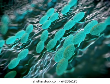 278 Acetobacter aceti Images, Stock Photos & Vectors | Shutterstock