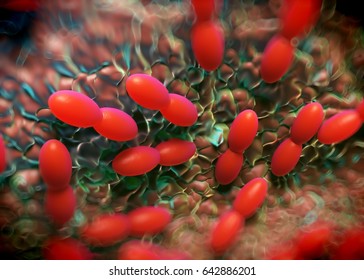 278 Acetobacter aceti Images, Stock Photos & Vectors | Shutterstock