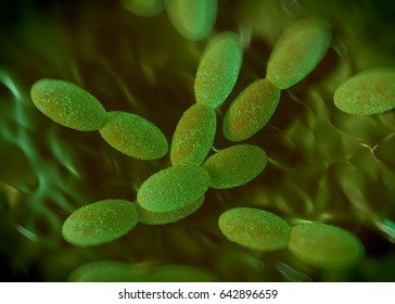 278 Acetobacter aceti Images, Stock Photos & Vectors | Shutterstock