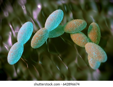 278 Acetobacter aceti Images, Stock Photos & Vectors | Shutterstock