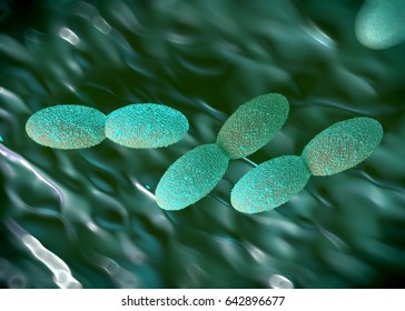 278 Acetobacter aceti Images, Stock Photos & Vectors | Shutterstock