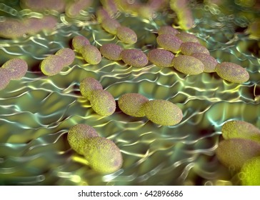 278 Acetobacter aceti Images, Stock Photos & Vectors | Shutterstock