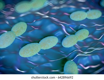 278 Acetobacter aceti Images, Stock Photos & Vectors | Shutterstock