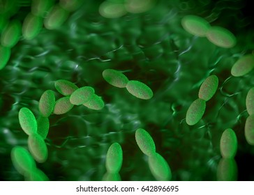 278 Acetobacter aceti Images, Stock Photos & Vectors | Shutterstock
